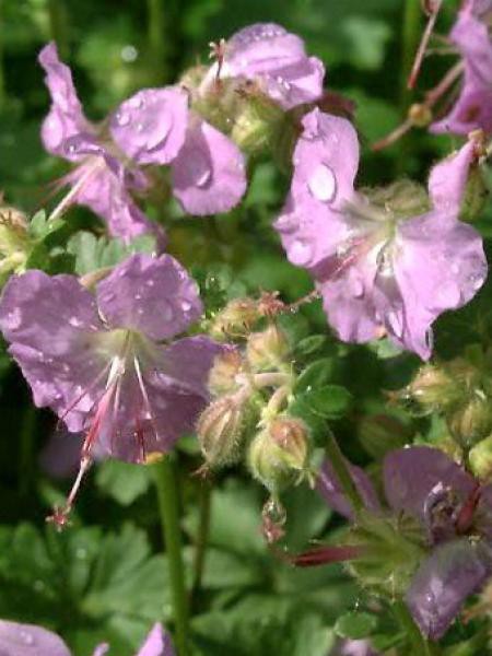 GERANIUM ‘Cambridge’ (cantabrigiense) – Geranium vivace – Cranesbill ...
