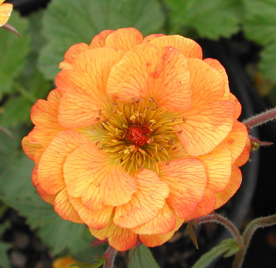 GEUM ‘Mango Lassi’ – Benoîte – Herb Bennet - Jardins Michel Corbeil
