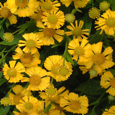 HELENIUM ‘Butterpat’ – Hlenium – Sneezeweed - Jardins Michel Corbeil
