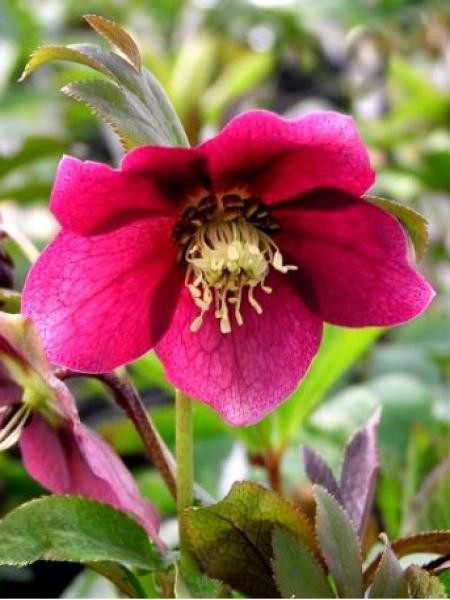 HELLEBORUS 'Red Lady' Lenten Rose - Jardins Michel Corbeil