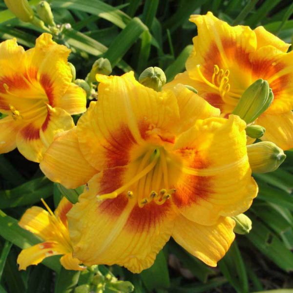 HEMEROCALLIS ‘Black Eyed Stella’ – Lis d’un jour – Daylily - Jardins ...
