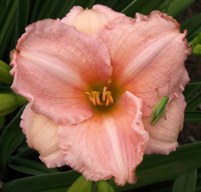 HEMEROCALLIS ‘Peach Stella’ – Lis d’un jour – Daylily - Jardins Michel ...