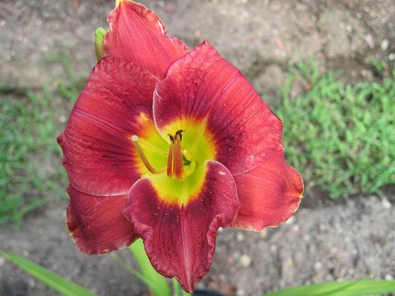 HEMEROCALLIS ‘Ruby Sentinel’ - Jardins Michel Corbeil