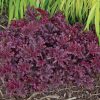 HEUCHERA ‘Melting Fire’ – Heuchère – Coral Bells - Jardins Michel Corbeil