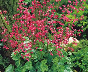 HEUCHERA ‘Ruby Bells’ (sanguinea) – Heuchère – Coral Bells - Jardins ...