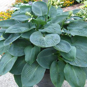 HOSTA ‘Blue Vision’ - Jardins Michel Corbeil