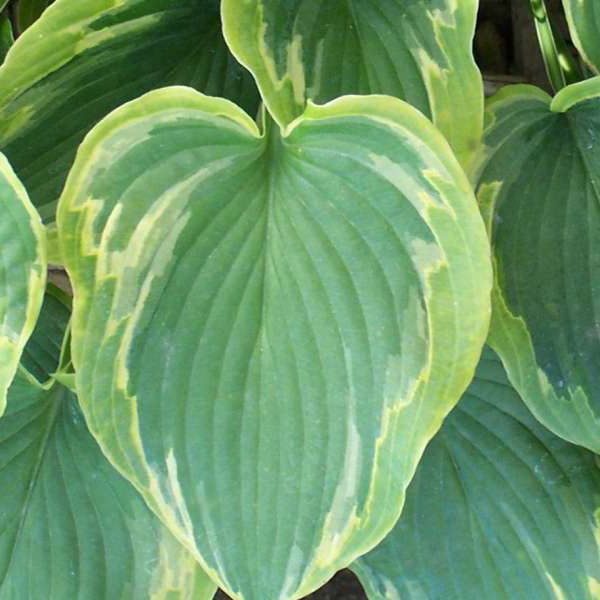 HOSTA ‘Déjà Blu’ - Jardins Michel Corbeil