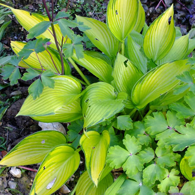 HOSTA ‘June Fever’ PP15340 CPBR2850 - Jardins Michel Corbeil