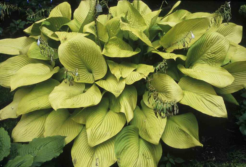 HOSTA 'Key West' - Jardins Michel Corbeil