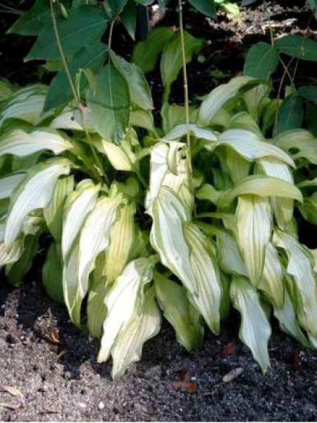 HOSTA 'Kabitan' - Jardins Michel Corbeil