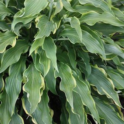 HOSTA ‘Pineapple Punch’ 9918318 - Jardins Michel Corbeil
