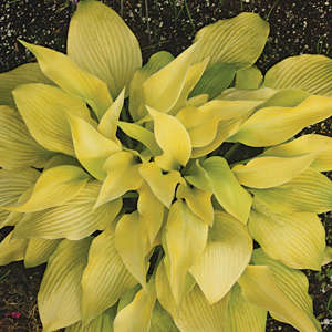 HOSTA; Prairie Moon - Jardins Michel Corbeil
