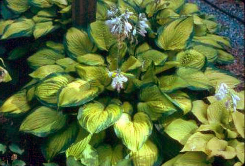 HOSTA 'September Sun' - Jardins Michel Corbeil