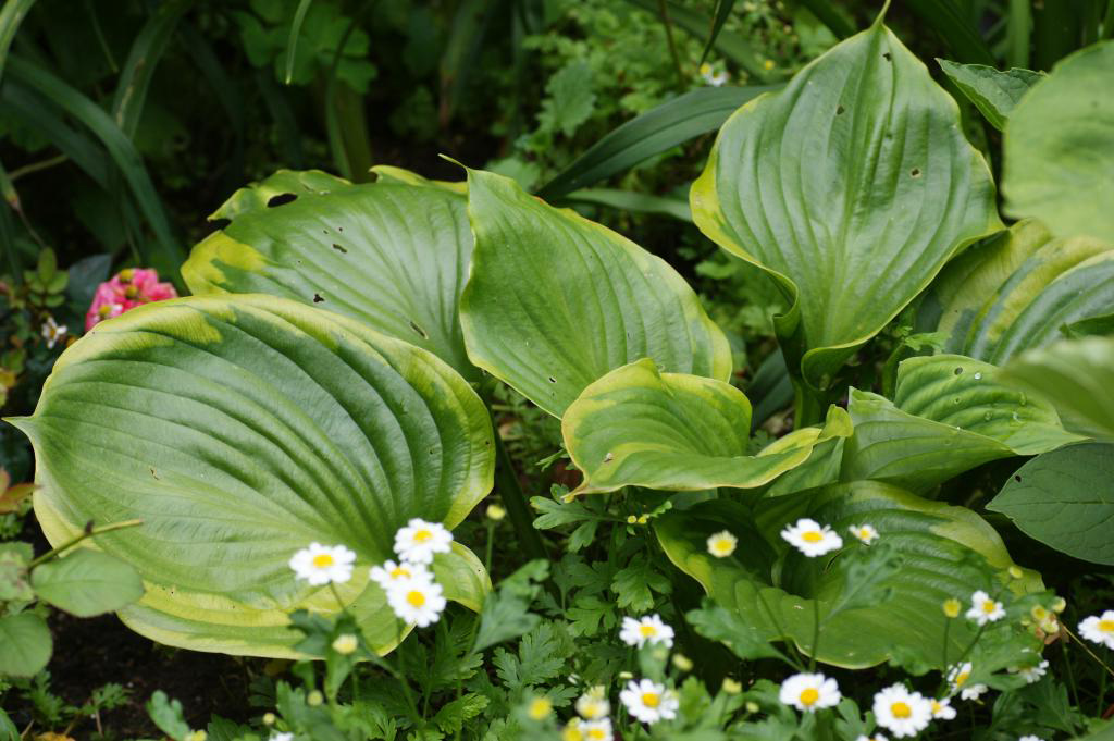 HOSTA ‘Titanic’ - Jardins Michel Corbeil