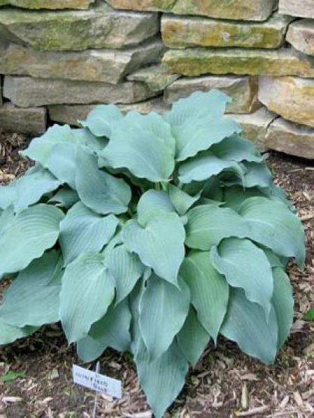 HOSTA ‘Winfield Blue’ - Jardins Michel Corbeil