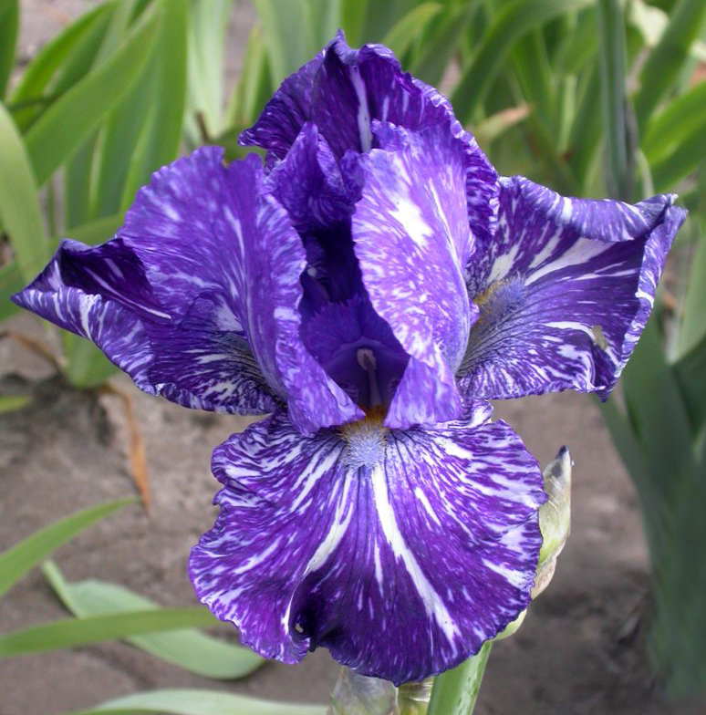 IRIS ‘Batik’ – Iris – Tall Bearded - Jardins Michel Corbeil