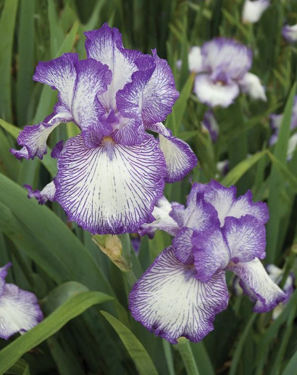 IRIS ‘Summer Fantasy’ (germanica) – Iris des Jardins – Bearded Iris ...