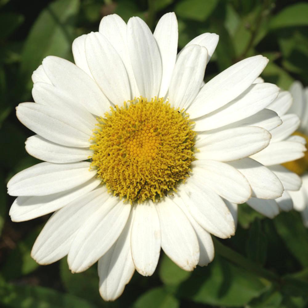 LEUCANTHEMUM ‘Brightside’ (sup.) – Marguerite – Shasta Daisy - Jardins ...