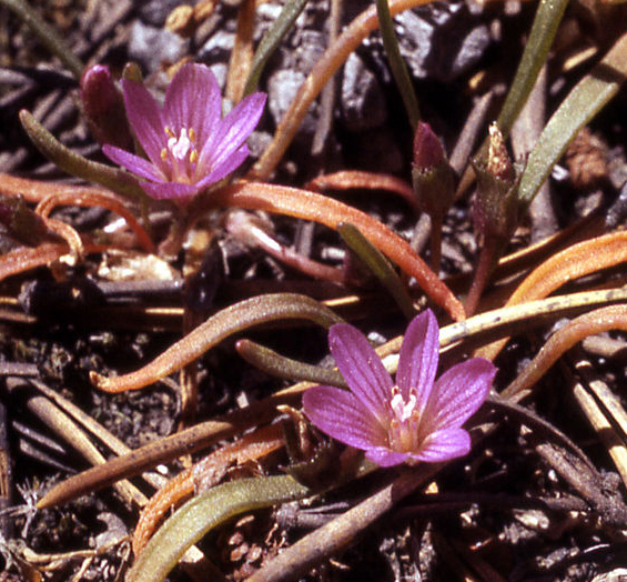LEWISIA 'Pygmaea' – Lewisia – Bitterroot - Jardins Michel Corbeil