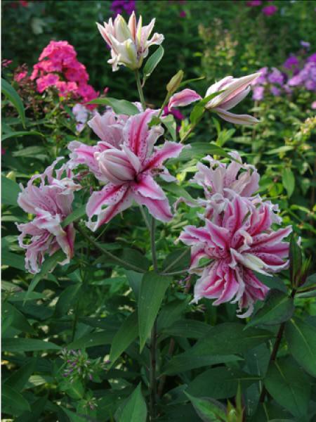 LILIUM ‘Double Magic Star ’ (Oriental) – Lys orientale – Oriental Lily ...