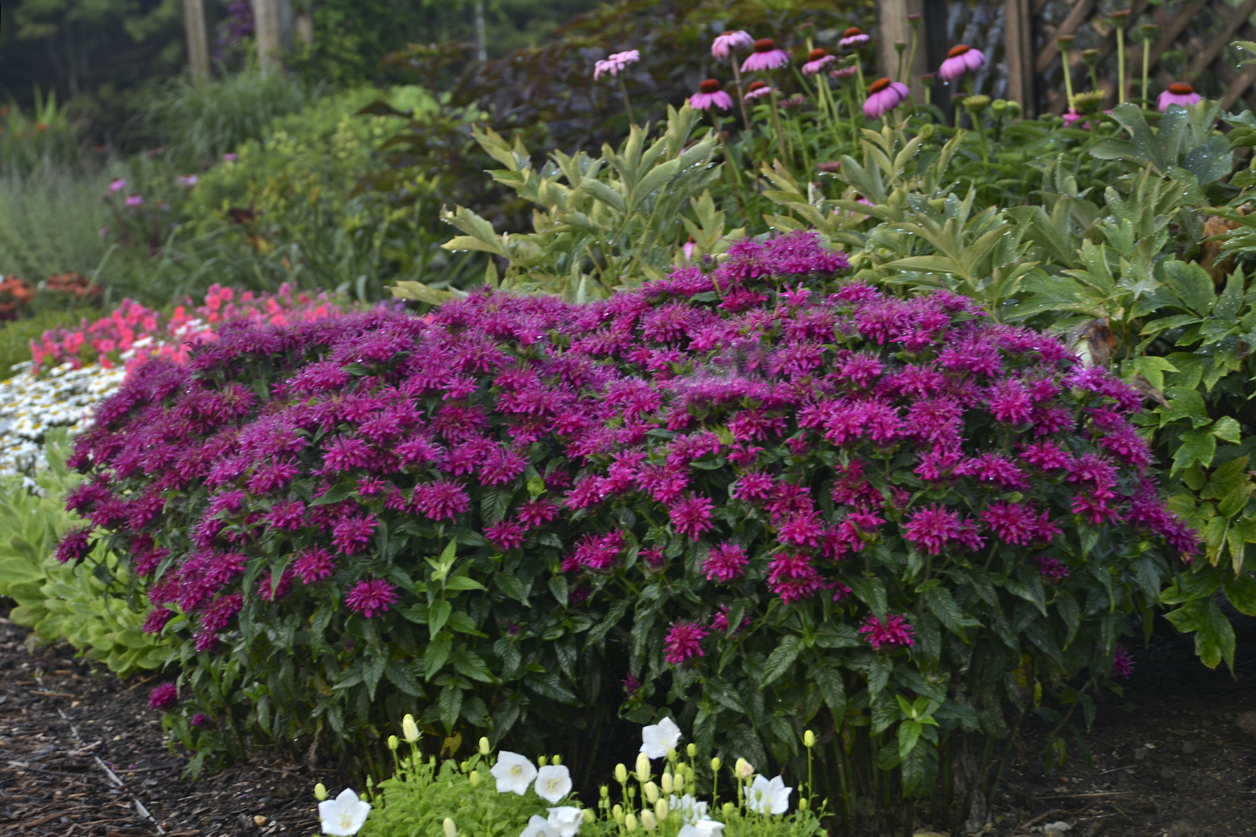 MONARDA X 'Sugar Buzz ™ Grape Gumball’ – Monarde – Bee Balm - Jardins ...