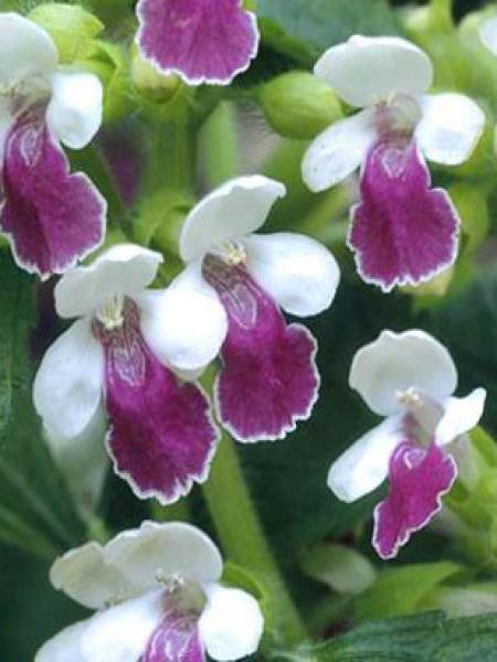 Melittis melisophyllum ‘Royal Velvet Distinction’ – Mélitte à fleurs de ...