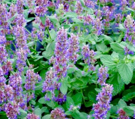 NEPETA 'Blue Lagon'- Menthe des chats- Dwarf Catmint - Jardins Michel ...